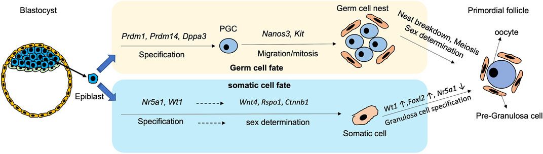 follicle cells function
