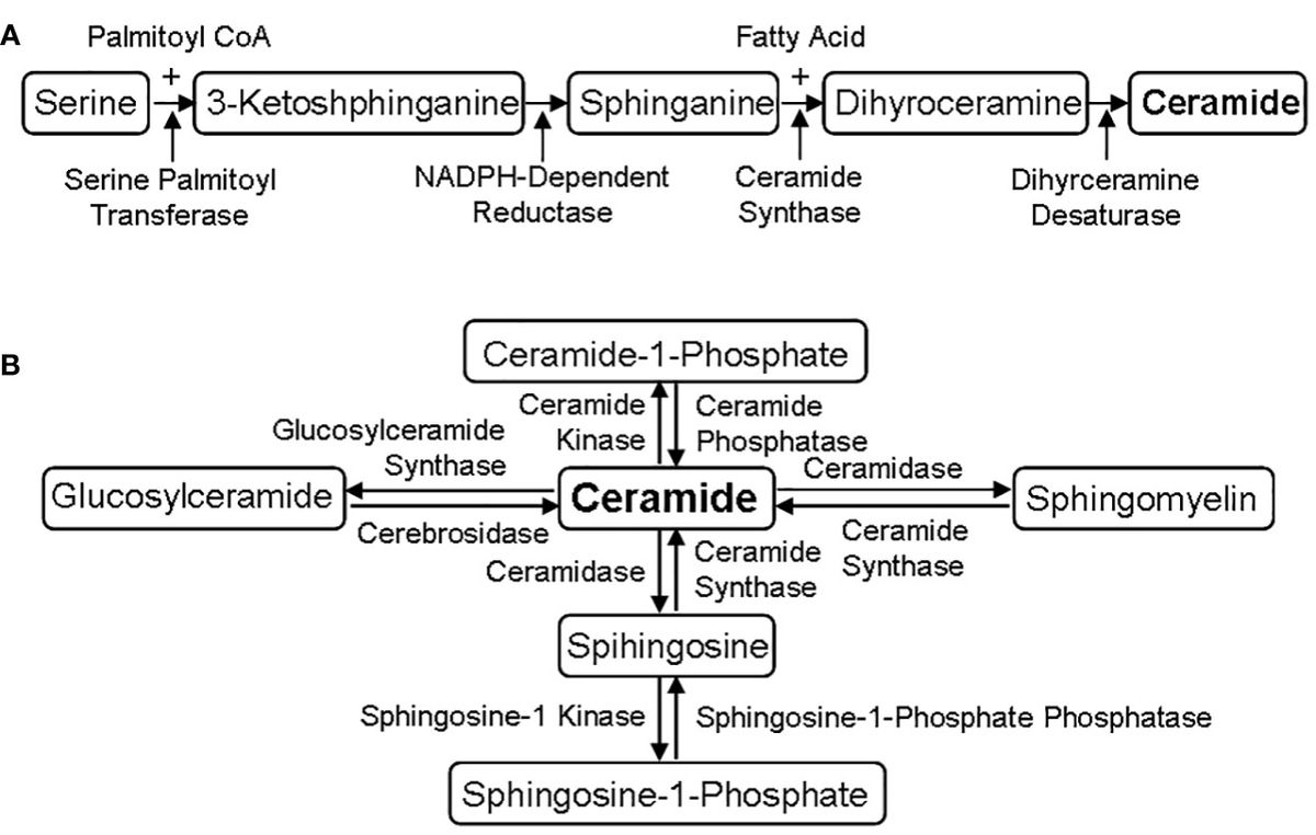 sphingosine composition