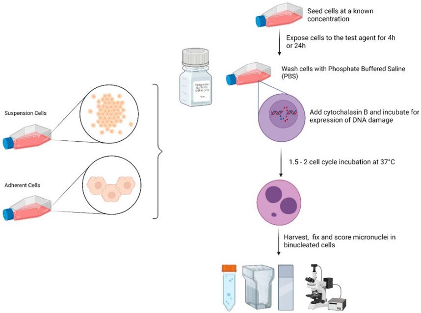micronucleus function