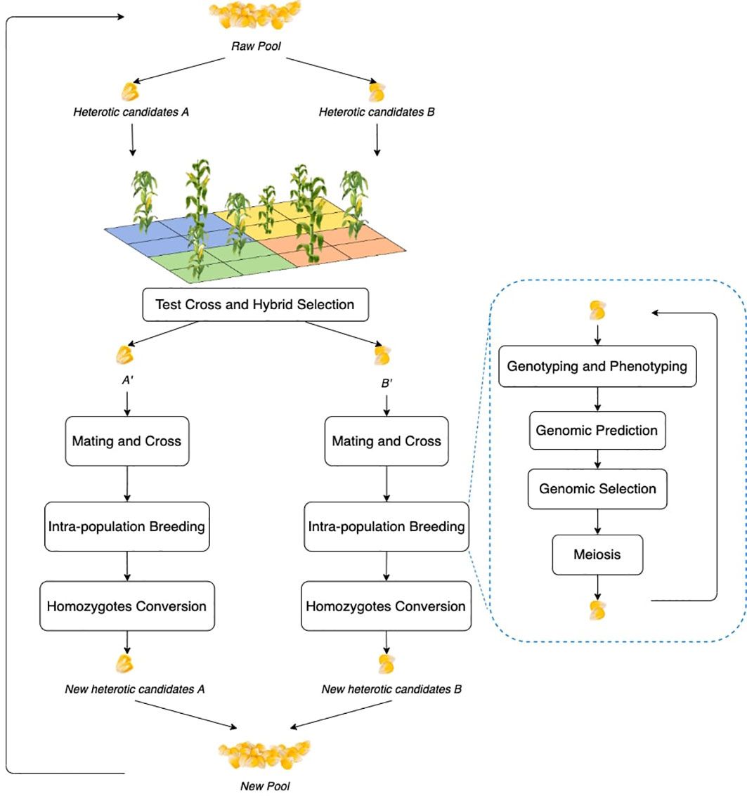 selective breeding process diagram