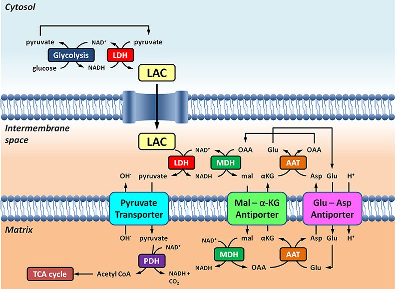 Pyruvate To Lactate