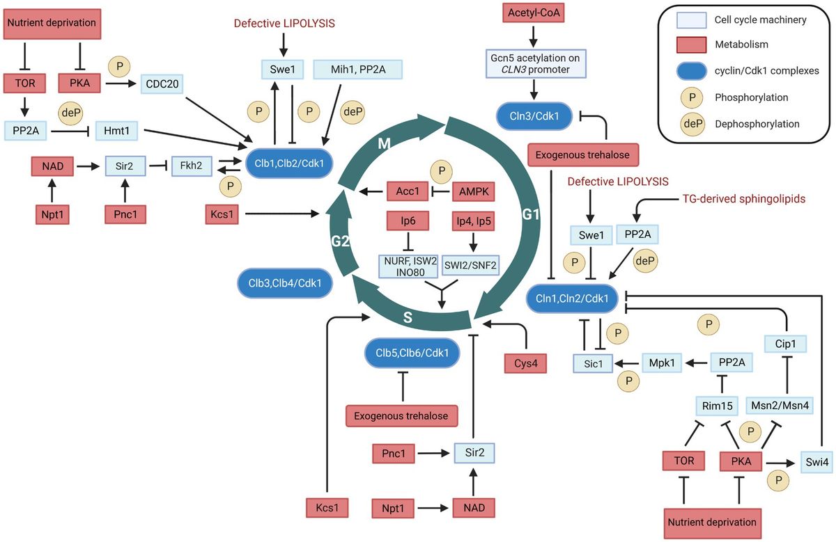yeast budding cycle