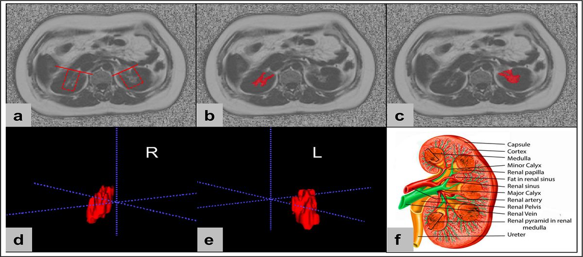 renal sinus function