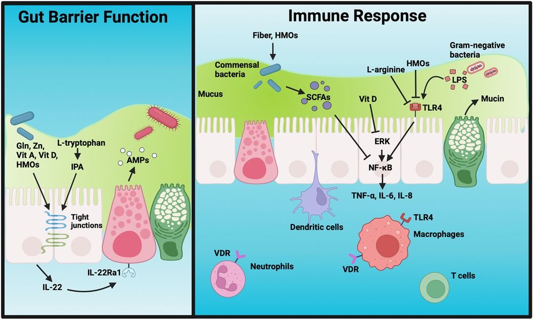 necrotizing enterocolitis pathophysiology