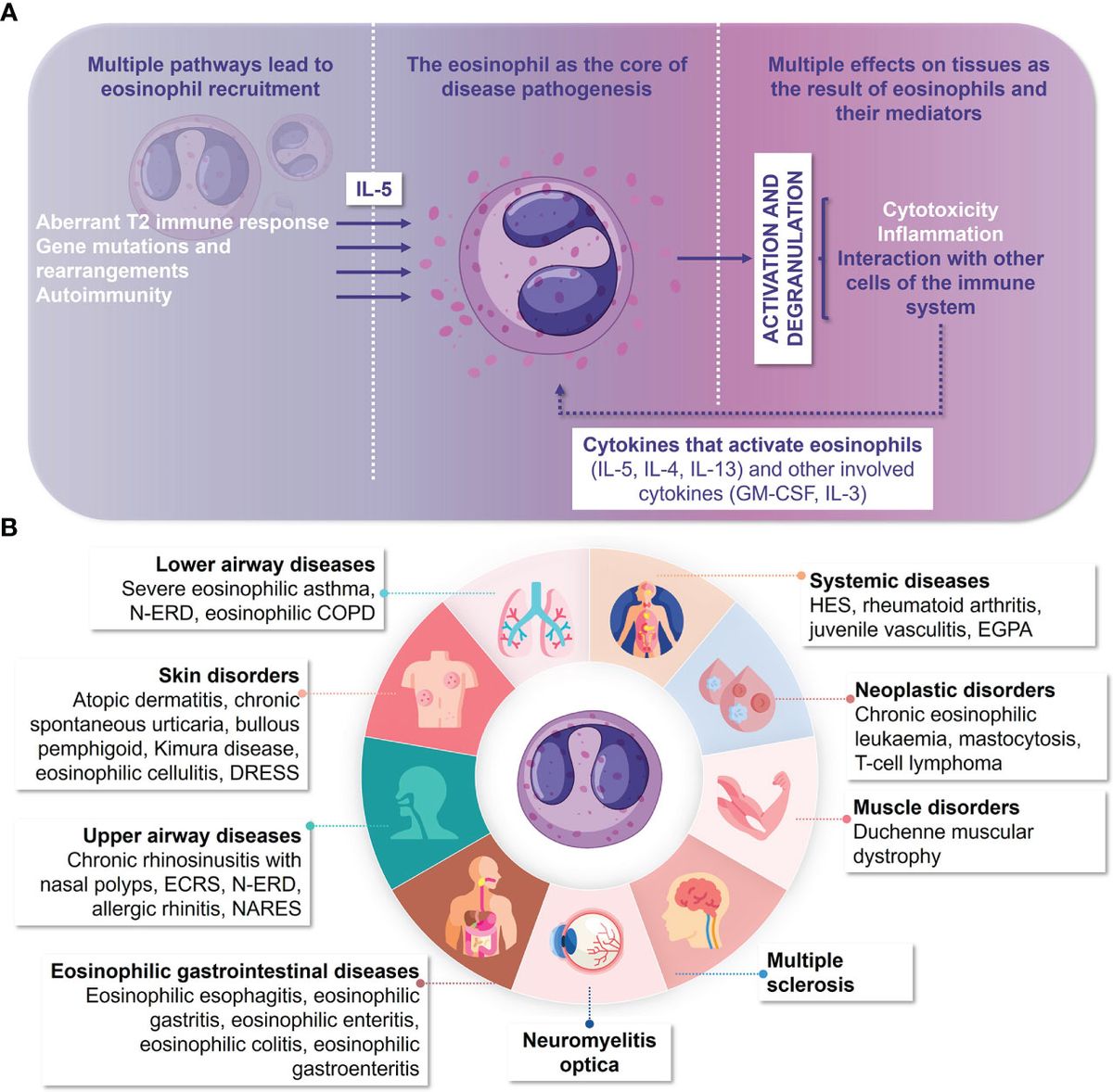 diagram of absolute eosinophil count