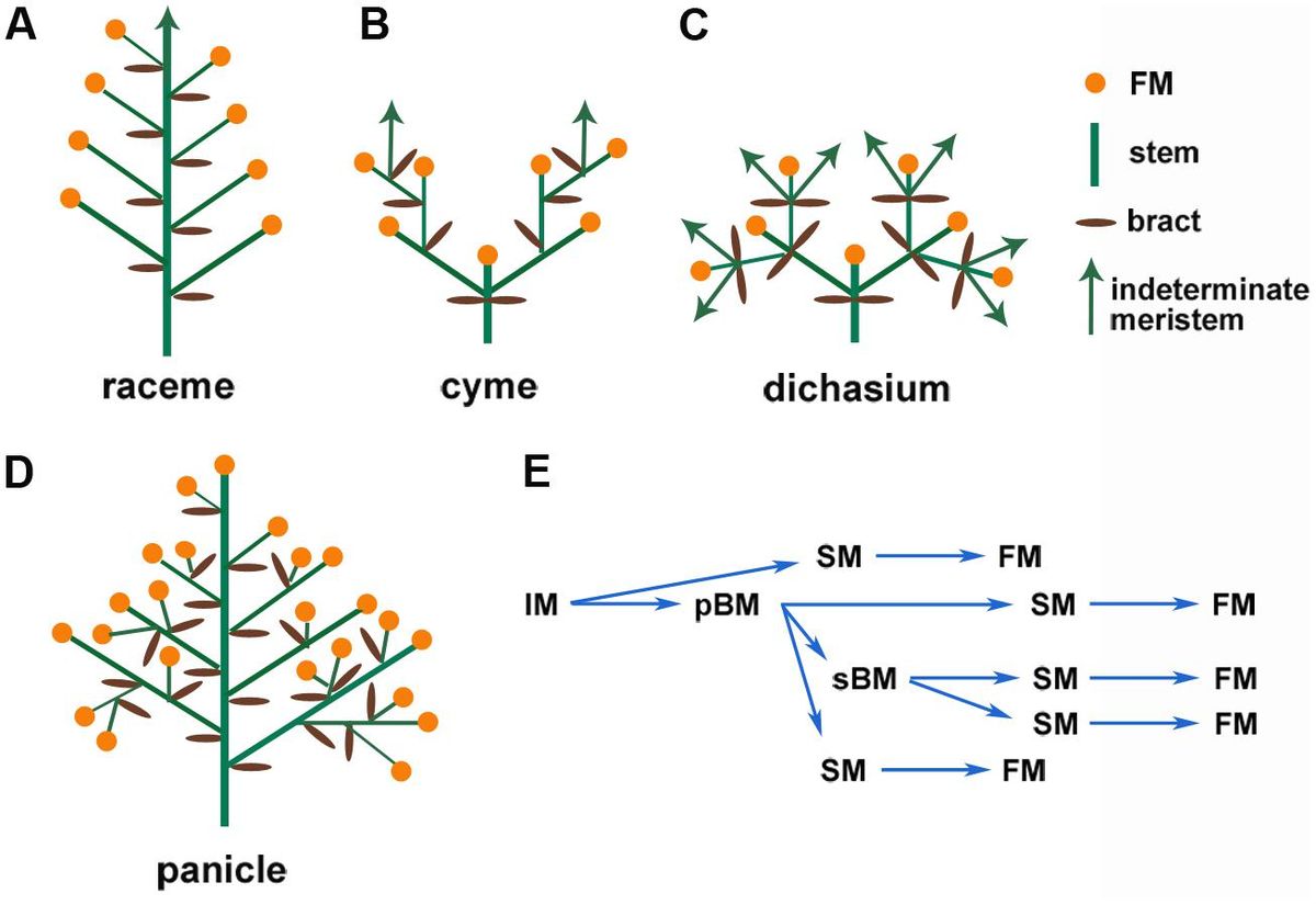 inflorescence types
