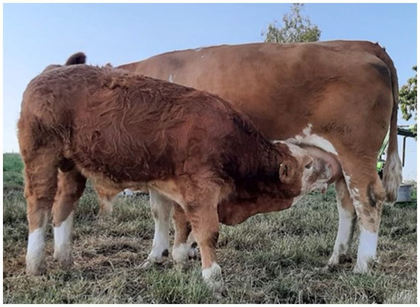 lateral recumbency cattle