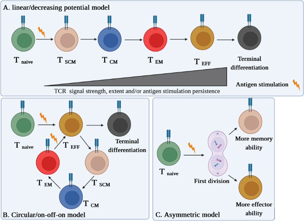 how do memory t cells work