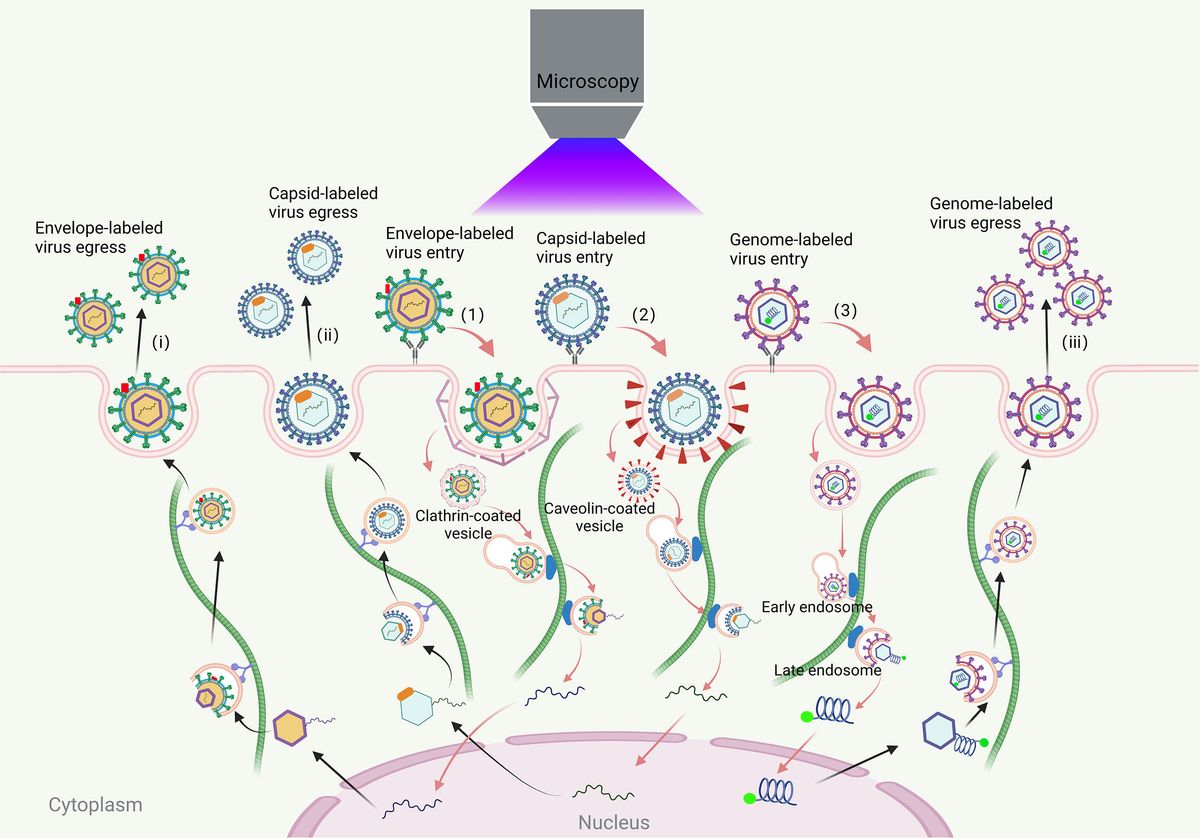 computer virus spread diagram