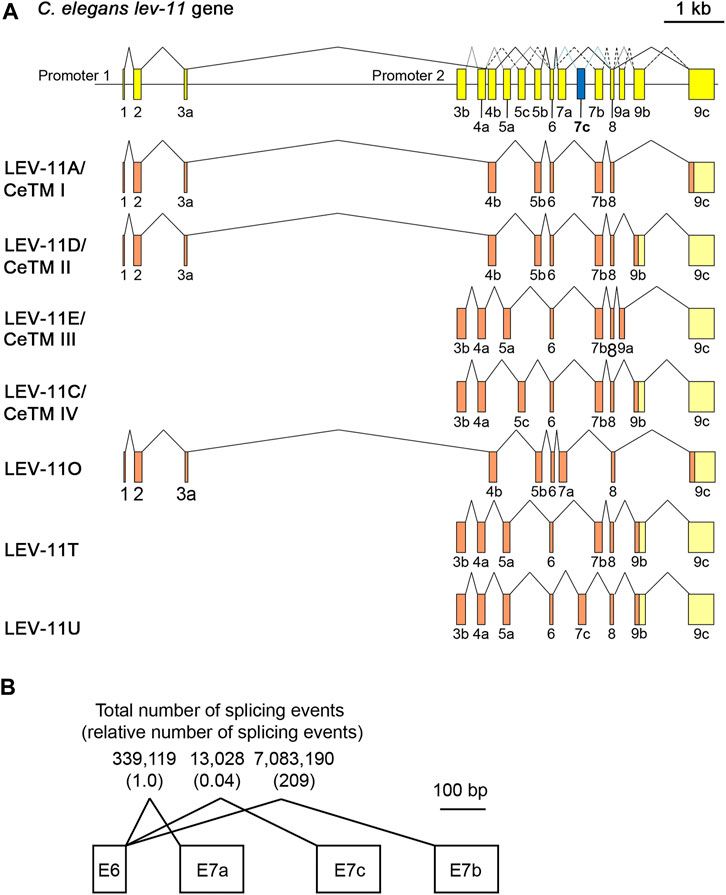 cs3 2  lewis structure
