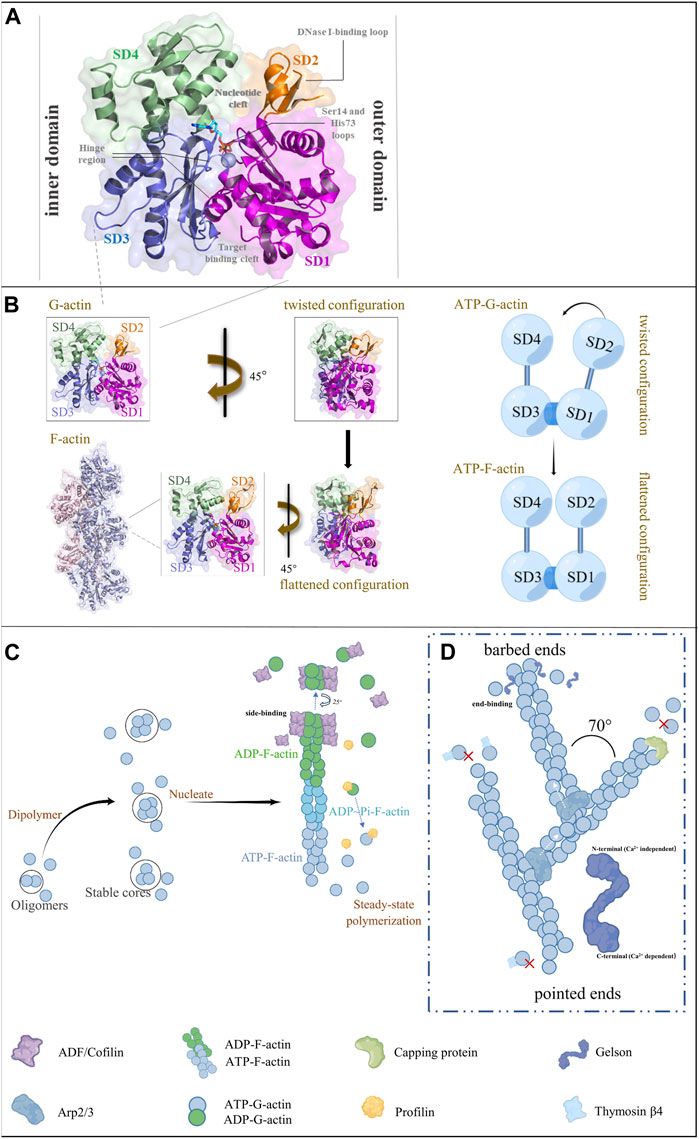 adp structures pvt ltd