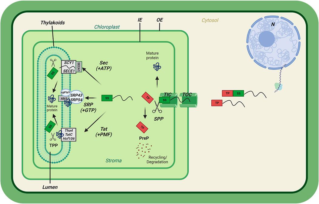 intermembrane space function in chloroplast