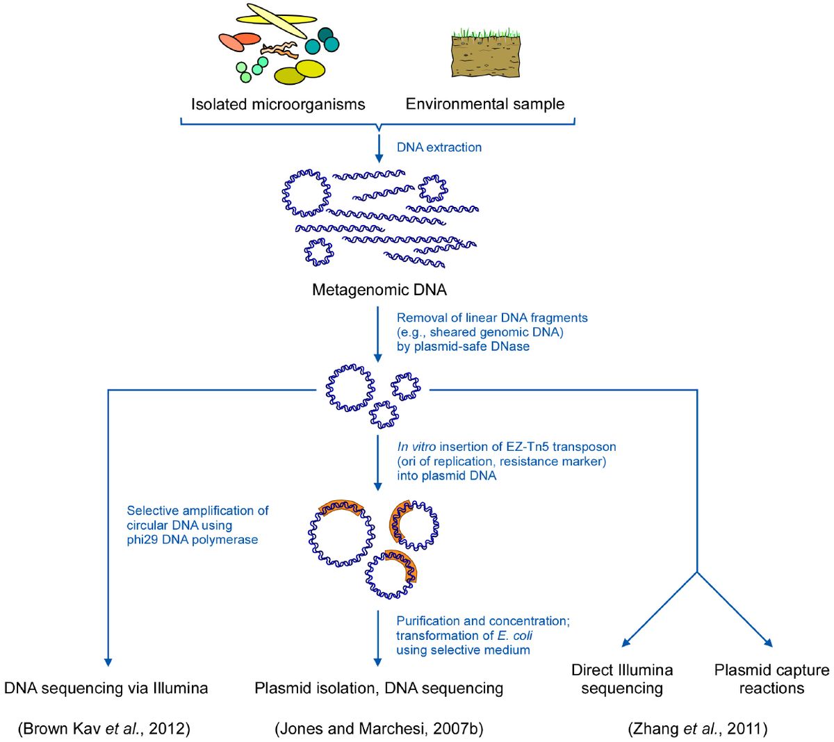 plasmid dna extraction