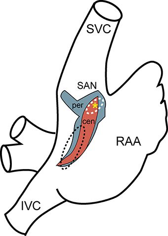 sinoatrial node pacemaker