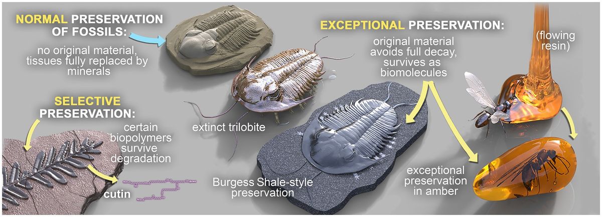 replacement fossils examples