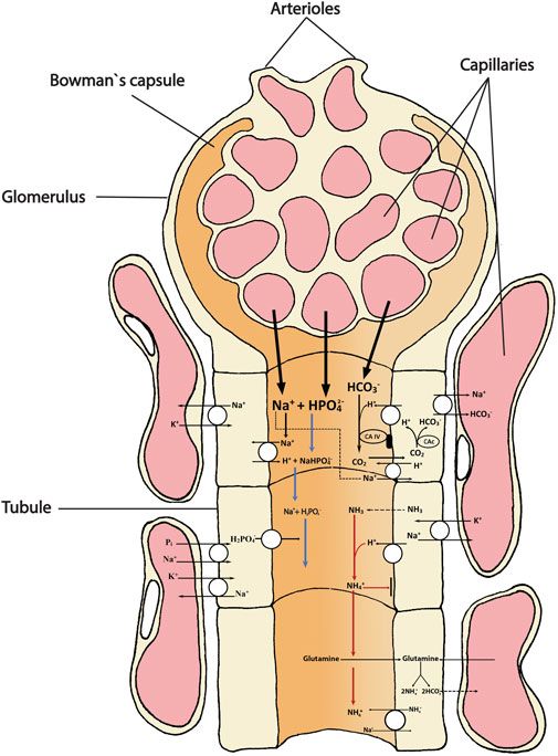 renal buffer system notes