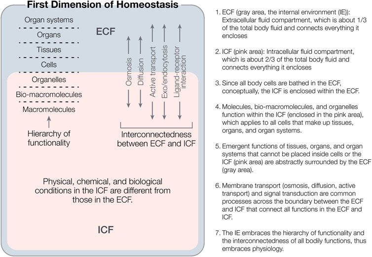 10th dimension physiology