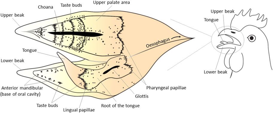 bird digestive system label