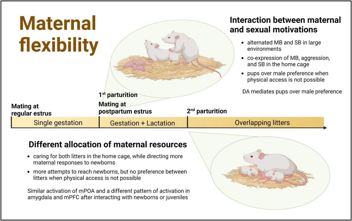 maternal behavior mice