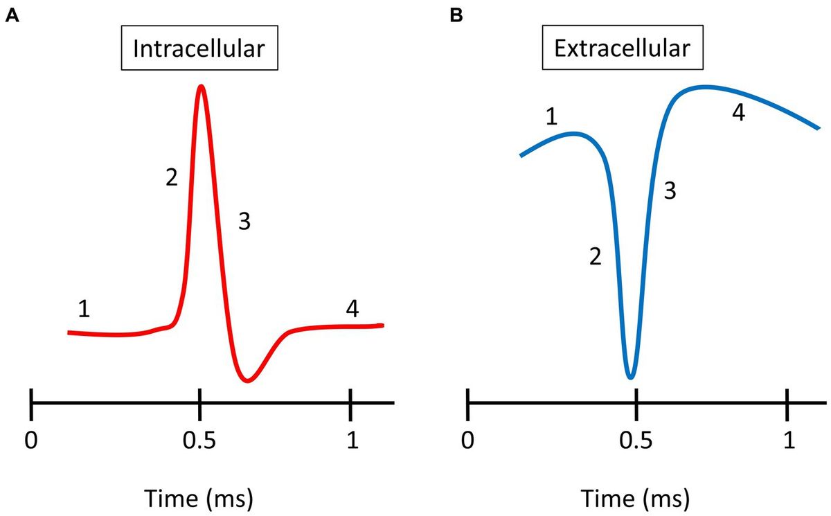 blank action potential graph