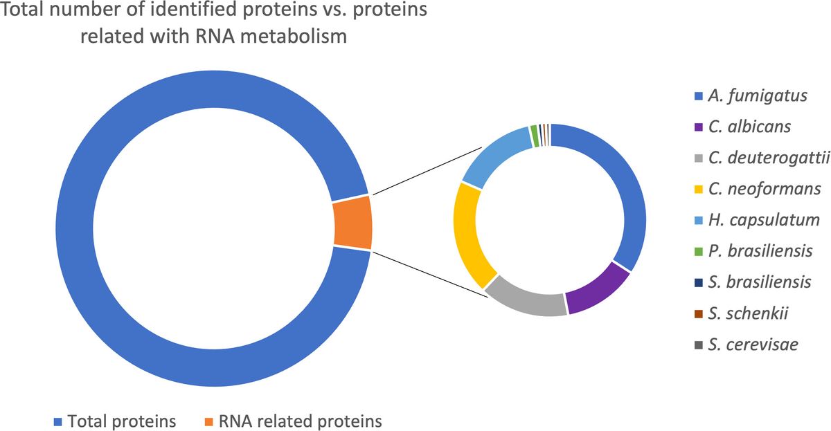 rna binding protein database