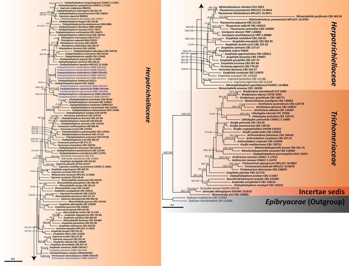 predilection etymology
