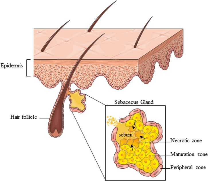 sebaceous sweat glands function