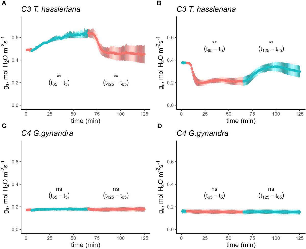 stomatal conductance