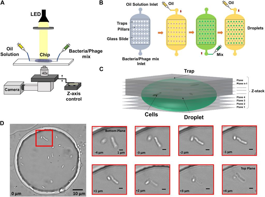 bacterial cell lysis methods