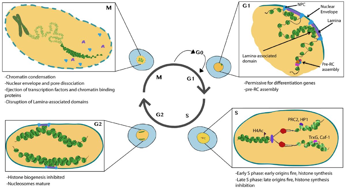 chromattin cell