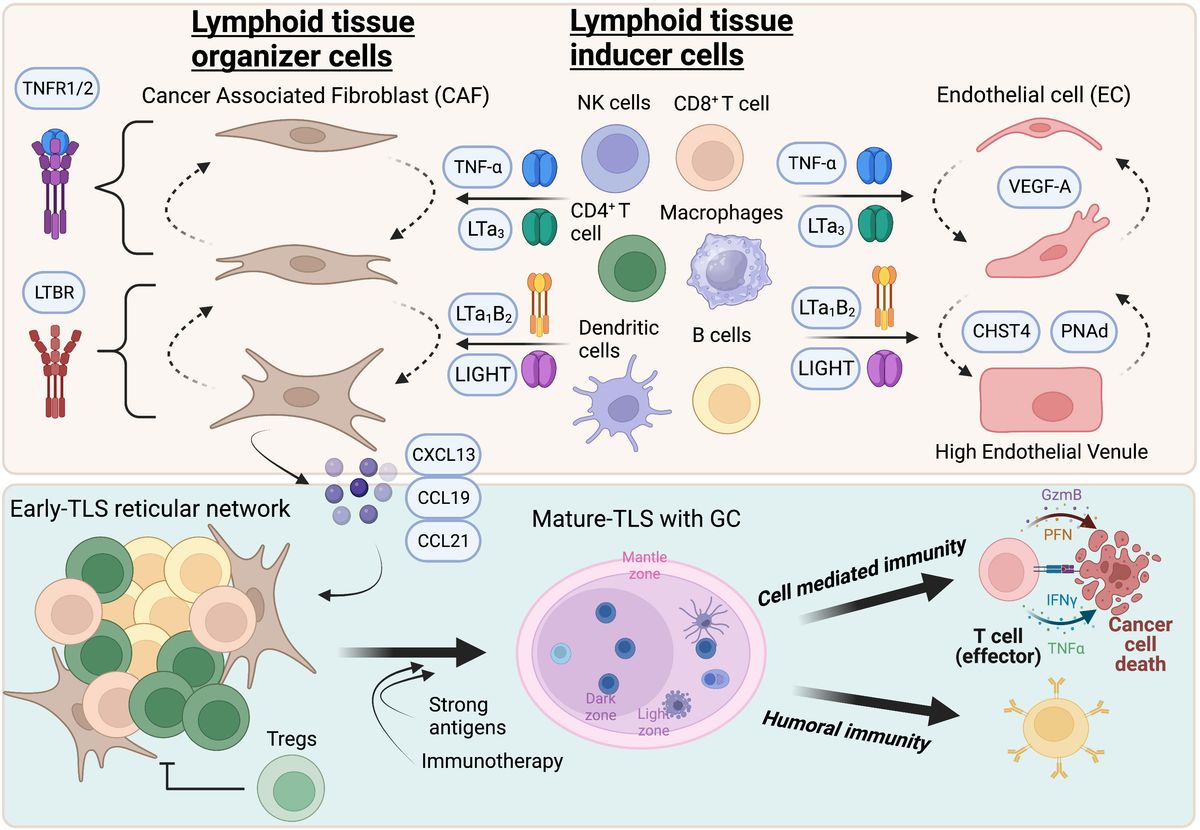 lymphocytes ka structure