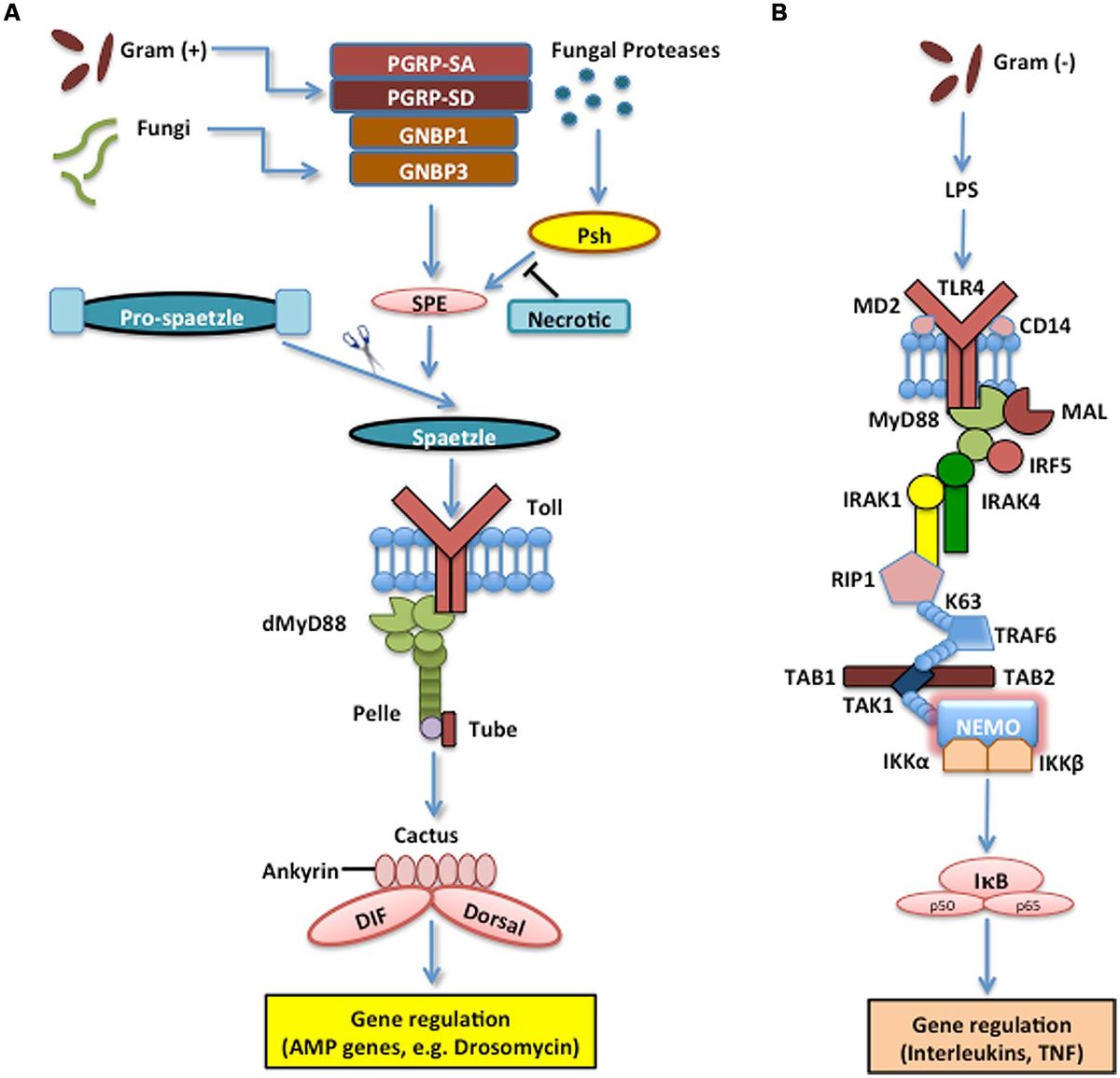 cell recognition proteins recognize pathogens