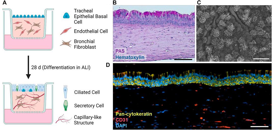 ciliated cells