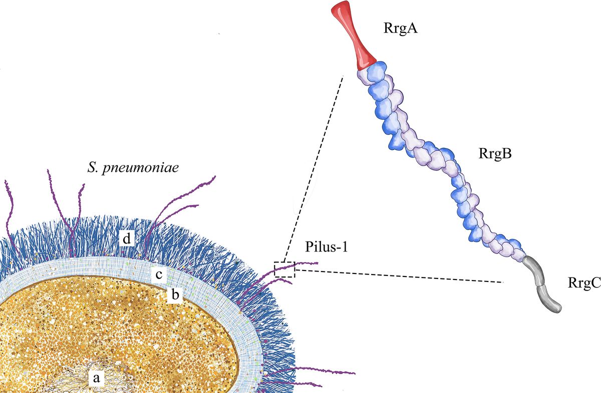 does streptococcus have a capsule
