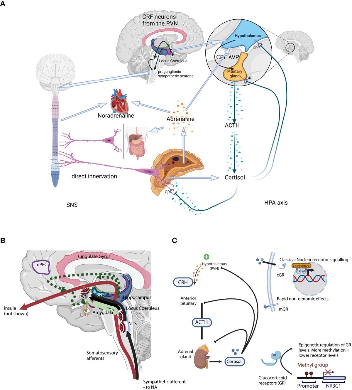 Oxytocin Feedback Loop Diagram