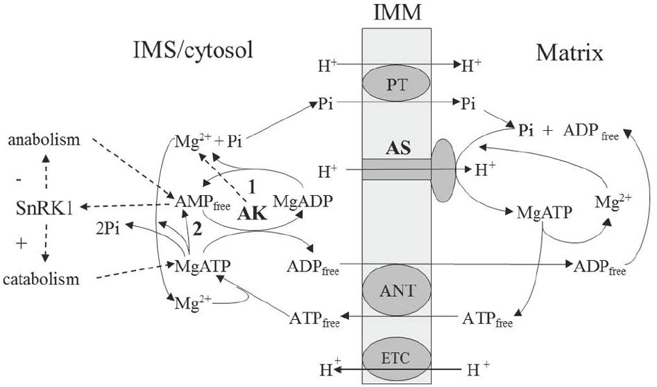 atp synthesis in chloroplast diagram