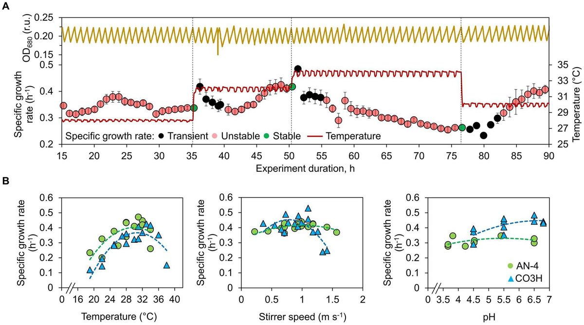 microalgae schizochytrium sp
