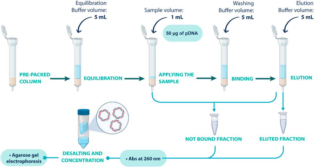 plasmid dna purification