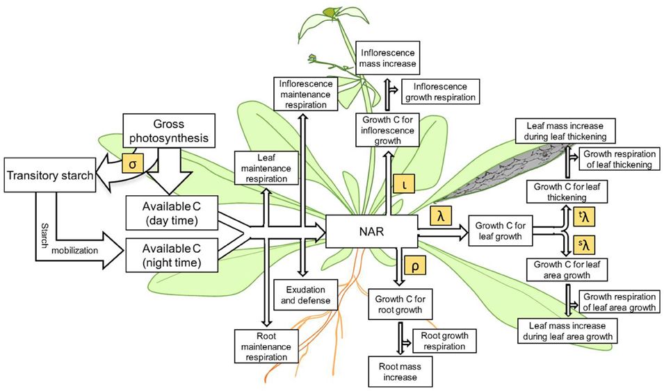 leaf area ratio formula
