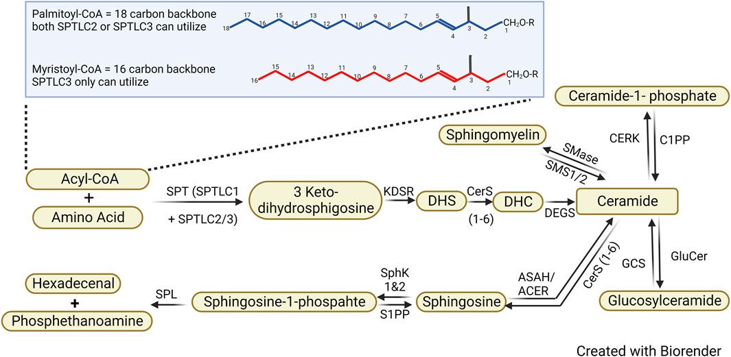 sphingolipid structure and function