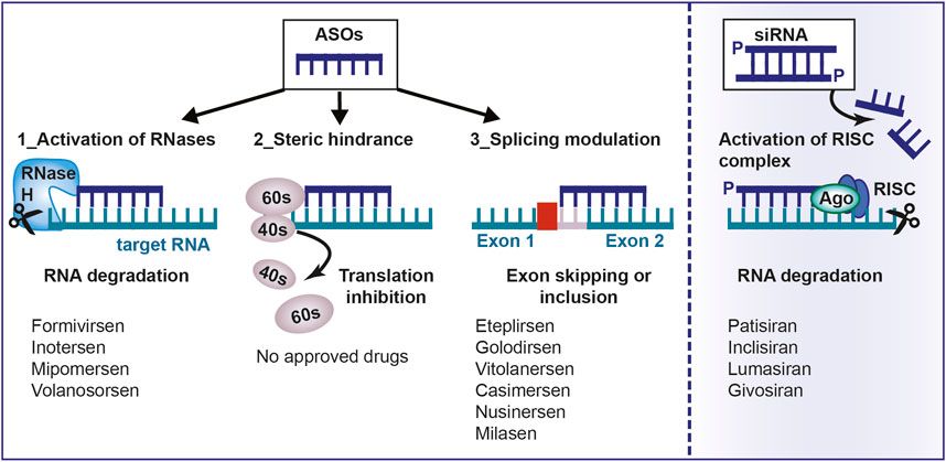 oligonucleotide structure and function