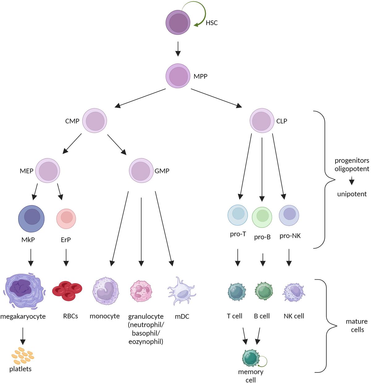 hematopoietic stem cells