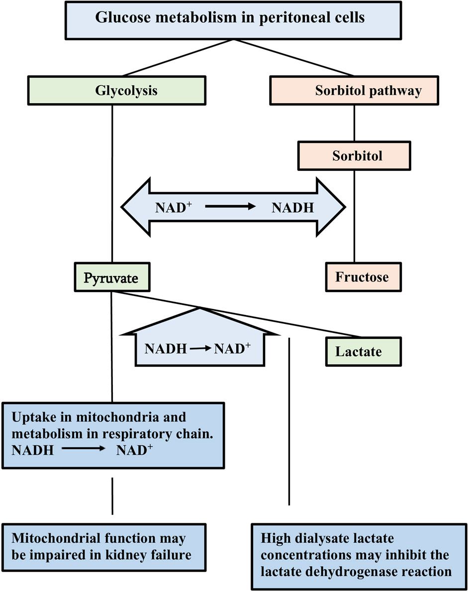 peritoneal dialysis