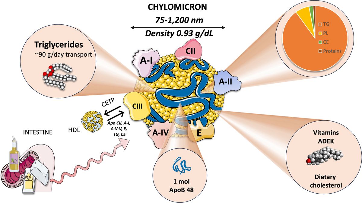triglyceride breakdown pathway