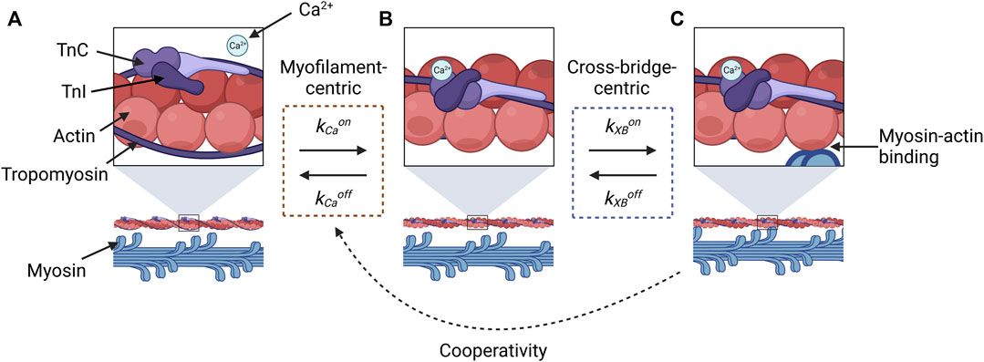 myofilament examples