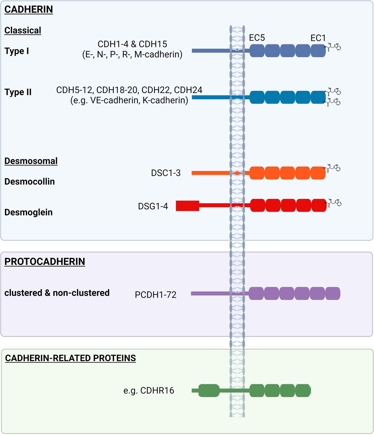 desmoglein 1