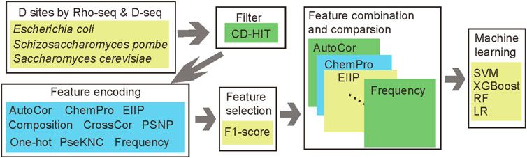 dihydrouridine function