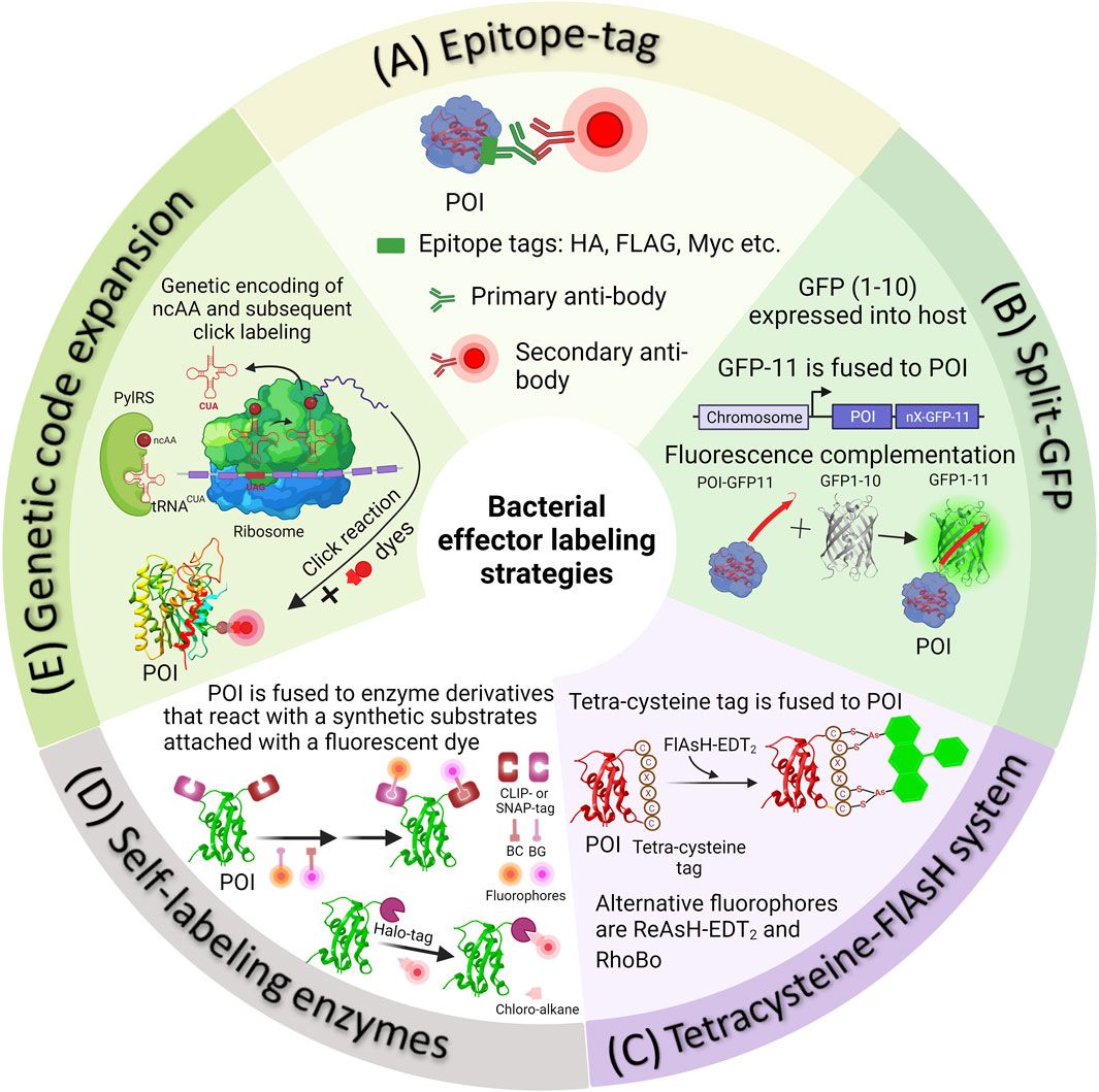 halo array david cameron