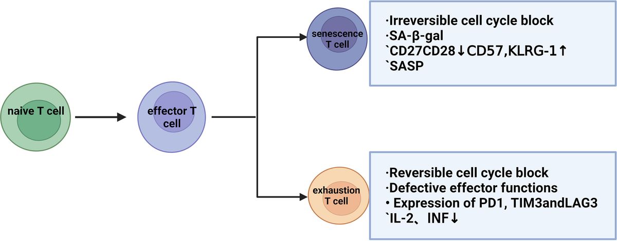 guidelines for t cell nomenclature
