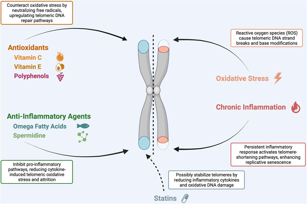 telomere addition